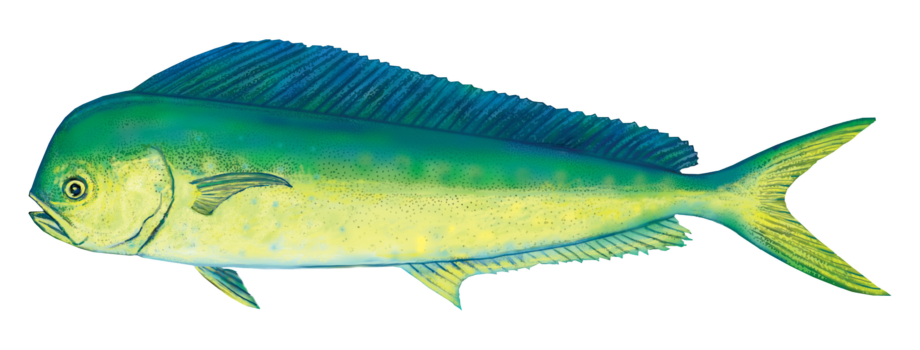 SeafoodCheck